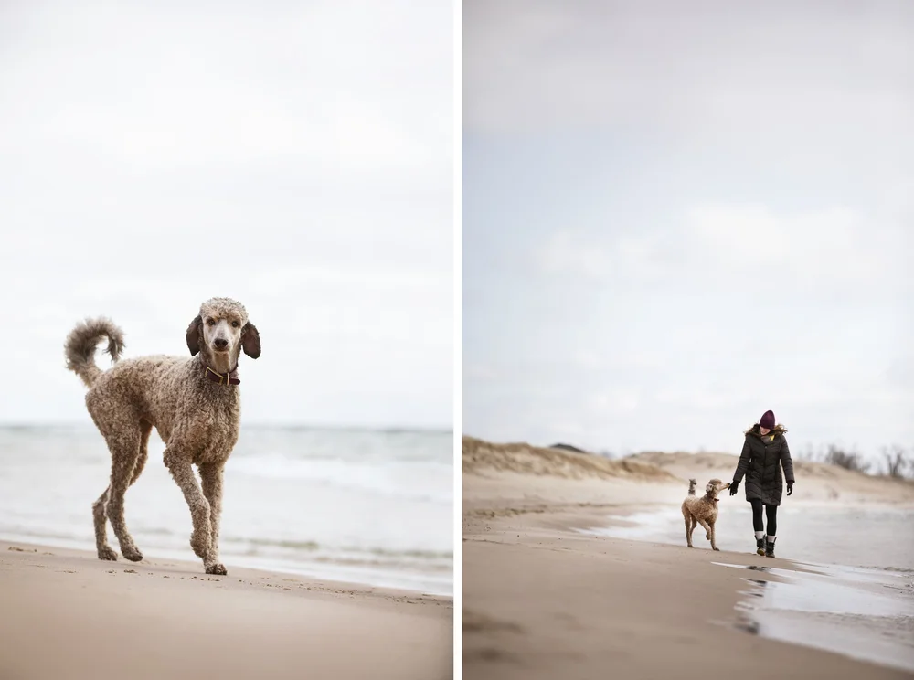 Curry, Standard Poodle Photoshoot along Lake Michigan — J.Klein Photos