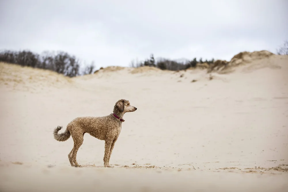 Curry, Standard Poodle Photoshoot along Lake Michigan — J.Klein Photos