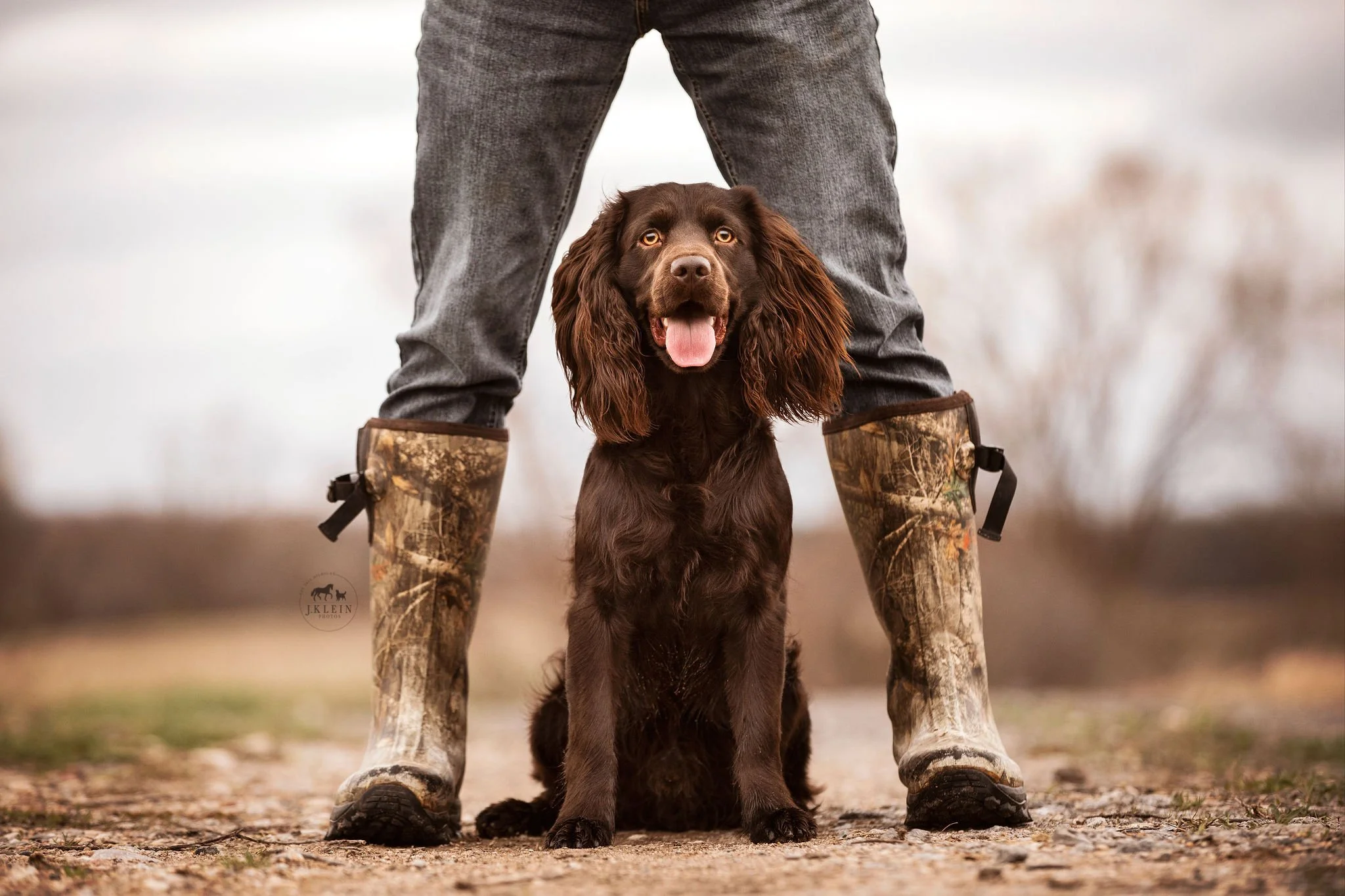 Hunting Dog Photography, Michigan — J.Klein Photos