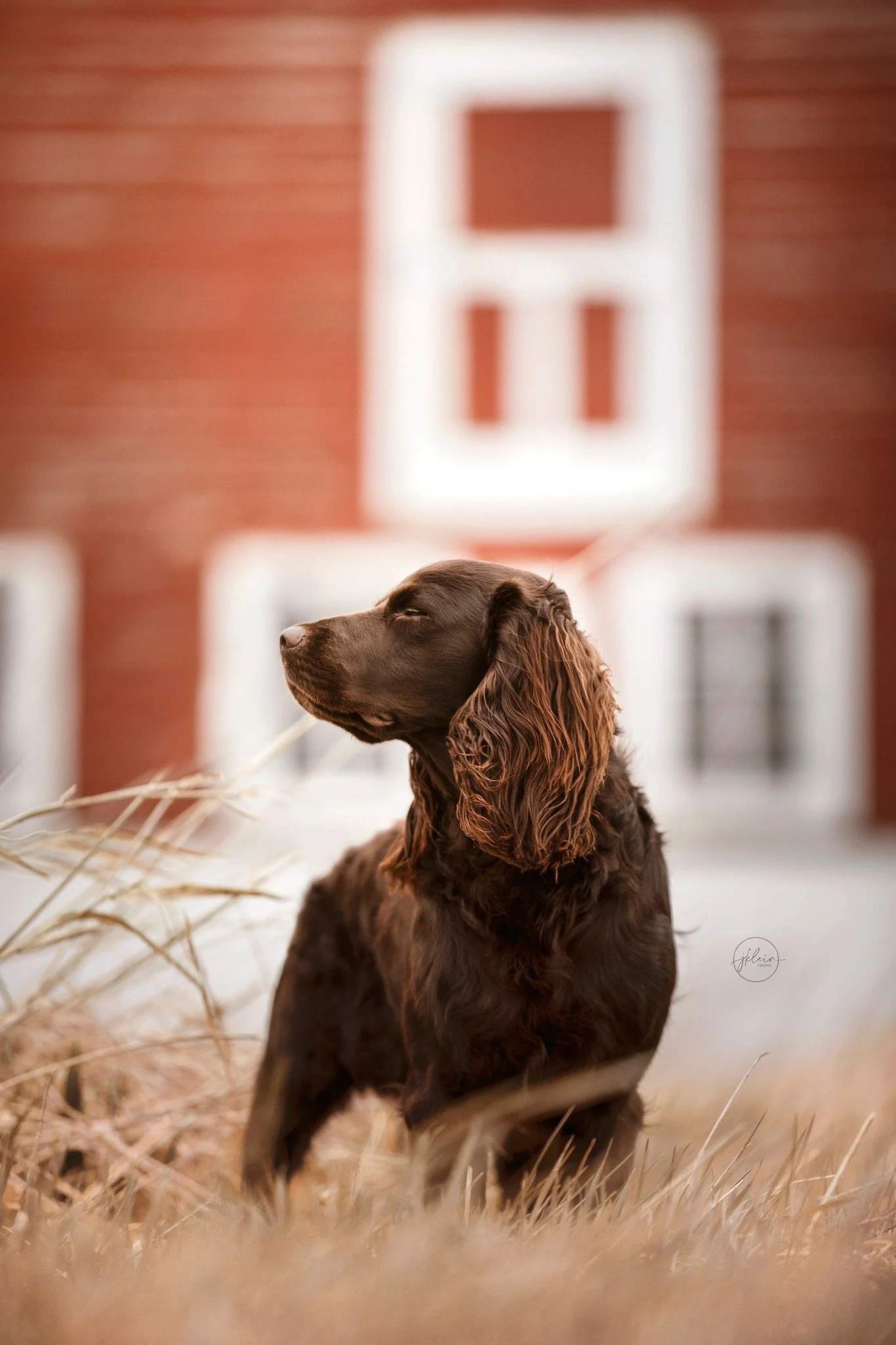 Hunting Dog Photography, Michigan — J.Klein Photos