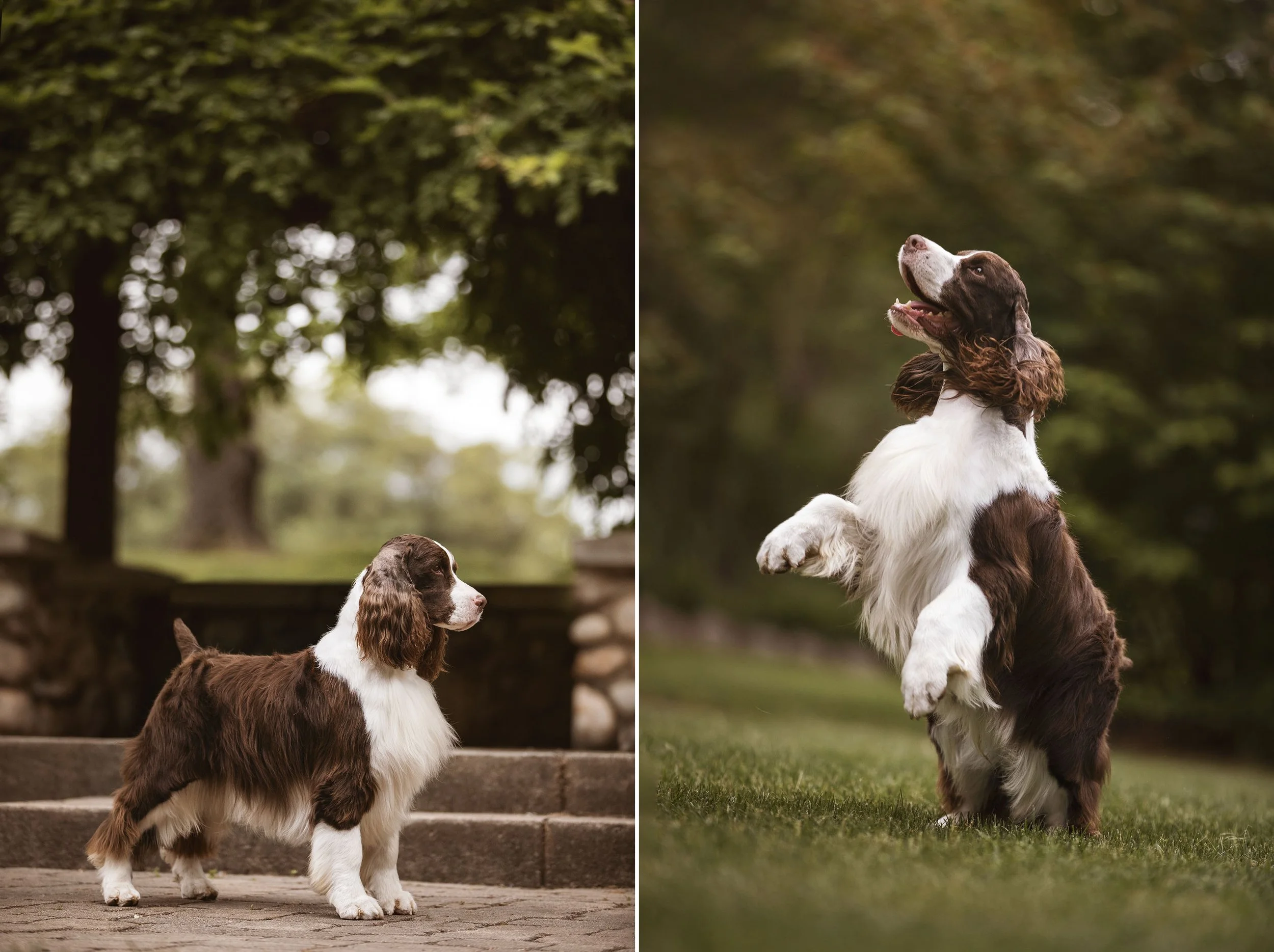 Springer Spaniels at Spring Grove Park — J.Klein Photos