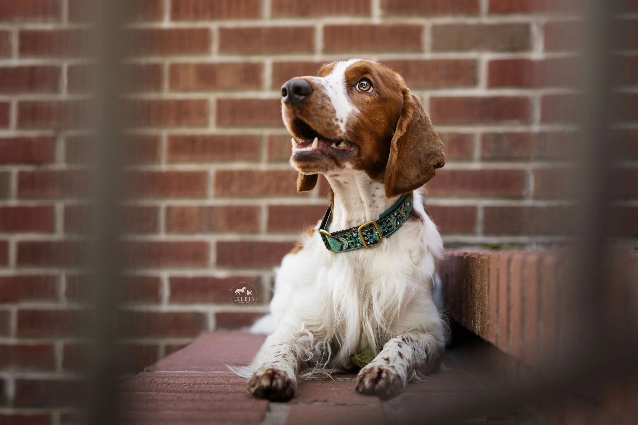 Welsh Springer Spaniel, Urban and Garden Photoshoot — J.Klein Photos