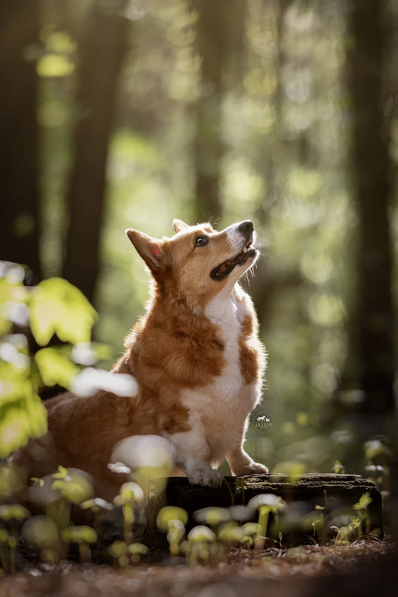 Pembroke Welsh Corgi Puppy Photos — J.Klein Photos