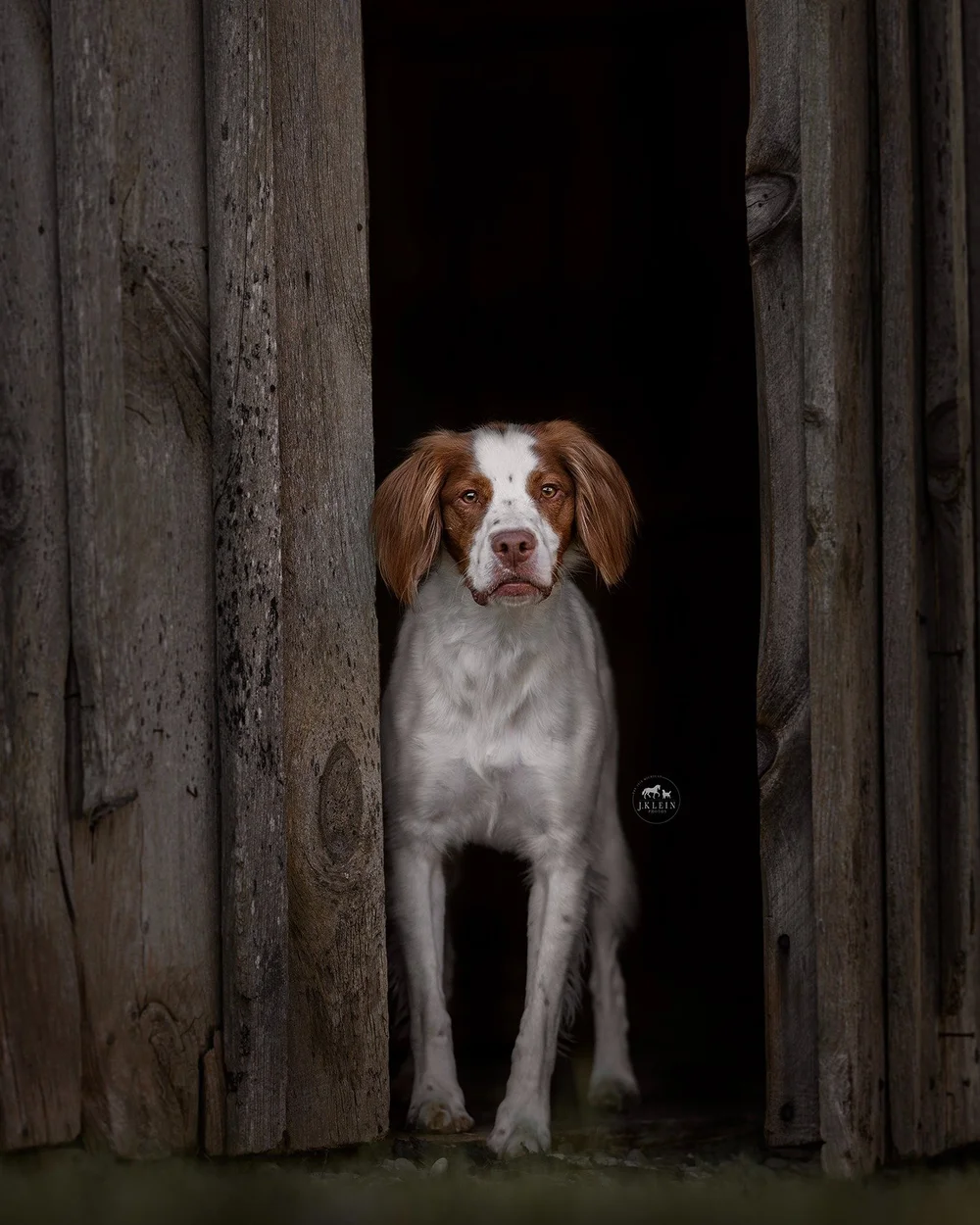 Hunting Dog Photography, Michigan — J.Klein Photos