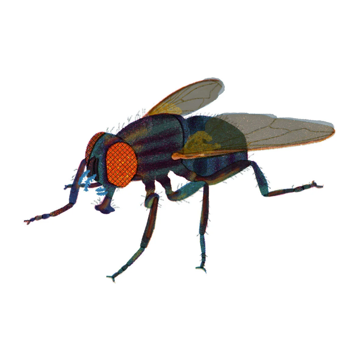 Insect Alphabet — Barbara Dziadosz Illustration