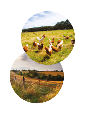 About — Green Farm Fine Foods
