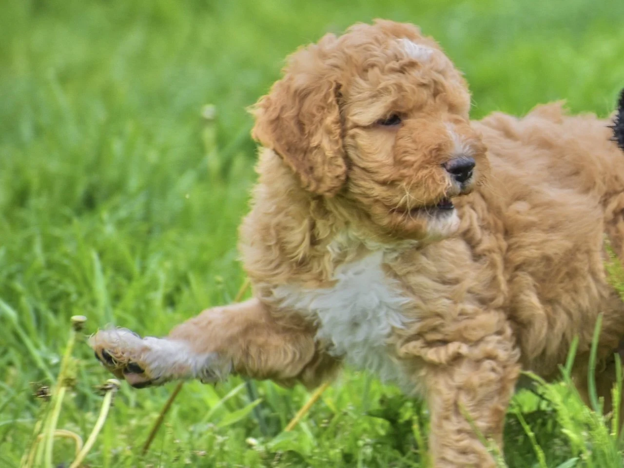 Package & pricing — Goldendoodle and Irish Doodle puppies for sale ...