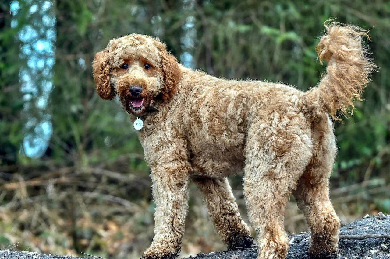 Tilly — Goldendoodle and Irish Doodle puppies for sale | Cheristone Doodles