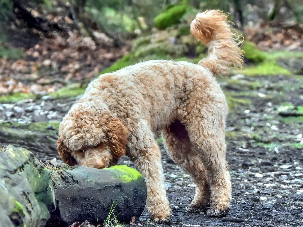 Tilly — Goldendoodle and Irish Doodle puppies for sale | Cheristone Doodles