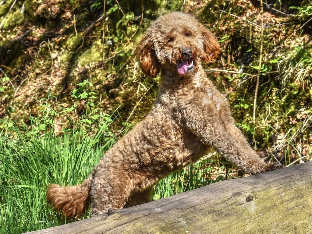 Coco — Goldendoodle and Irish Doodle puppies for sale | Cheristone Doodles