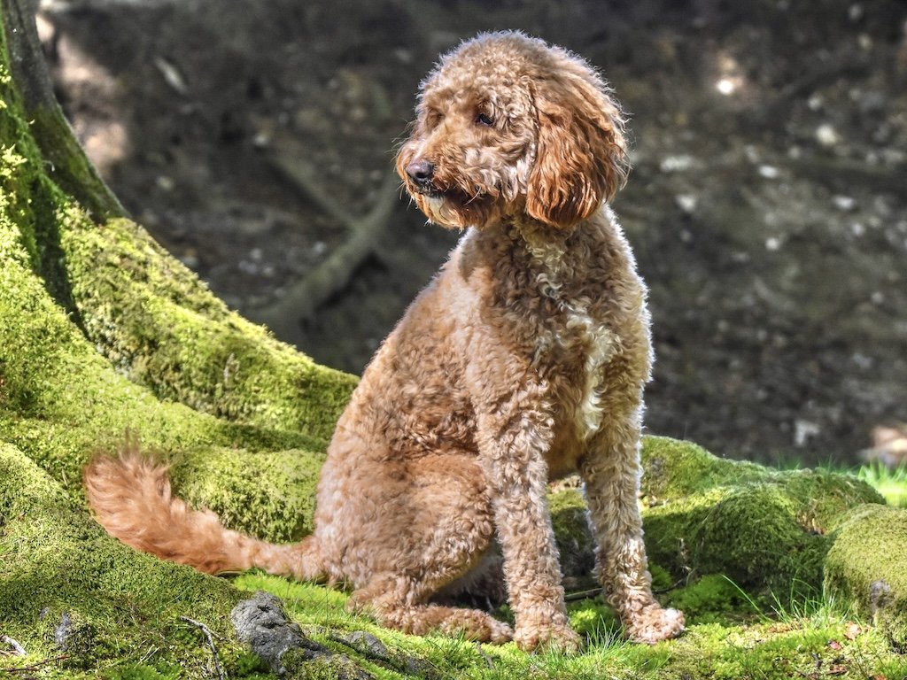 Coco — Goldendoodle and Irish Doodle puppies for sale | Cheristone Doodles