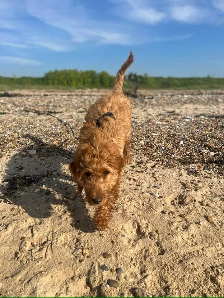 Peggy's Irish Doodle puppies — Goldendoodle and Irish Doodle puppies ...