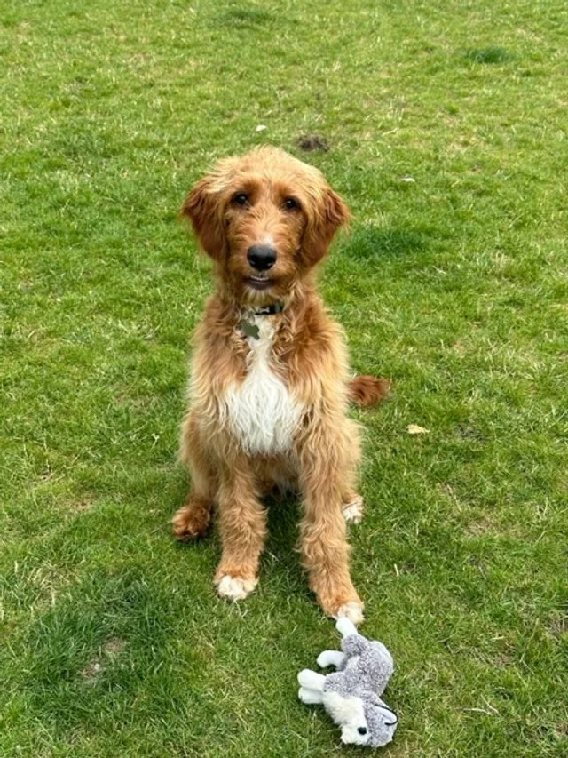 Peggy's Irish Doodle puppies — Goldendoodle and Irish Doodle puppies ...