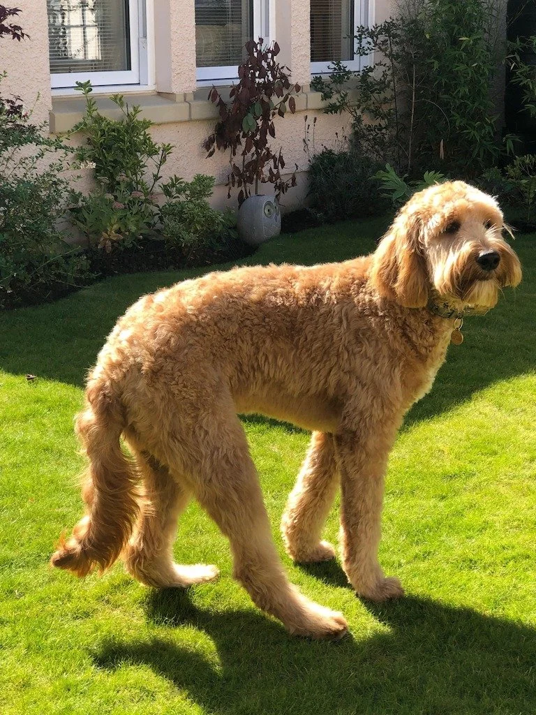 Peggy's Irish Doodle puppies — Goldendoodle and Irish Doodle puppies ...