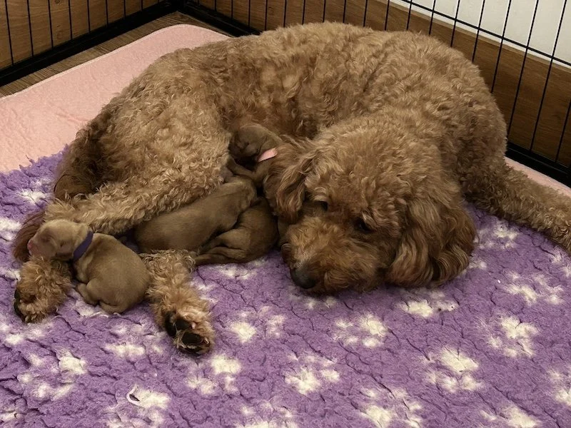 Coco — Goldendoodle and Irish Doodle puppies for sale | Cheristone Doodles