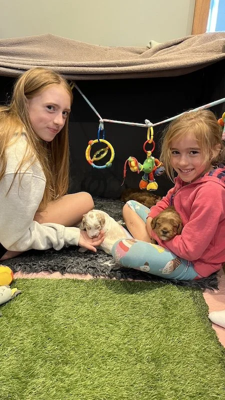 Matilda — Goldendoodle and Irish Doodle puppies for sale | Cheristone ...