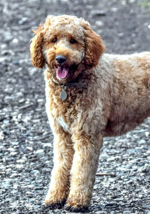 Upcoming puppies — Goldendoodle and Irish Doodle puppies for sale ...
