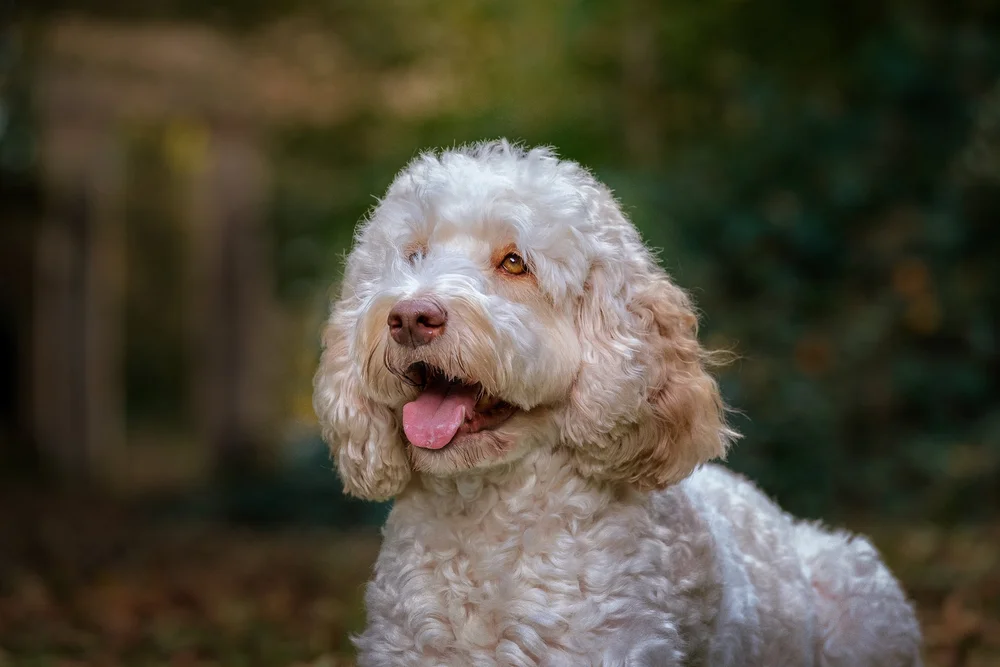 Coat types — Goldendoodle and Irish Doodle puppies for sale ...