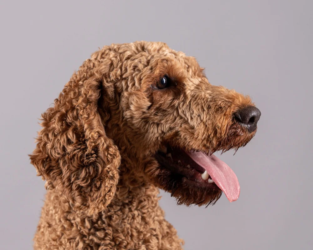 Coat types — Goldendoodle and Irish Doodle puppies for sale ...