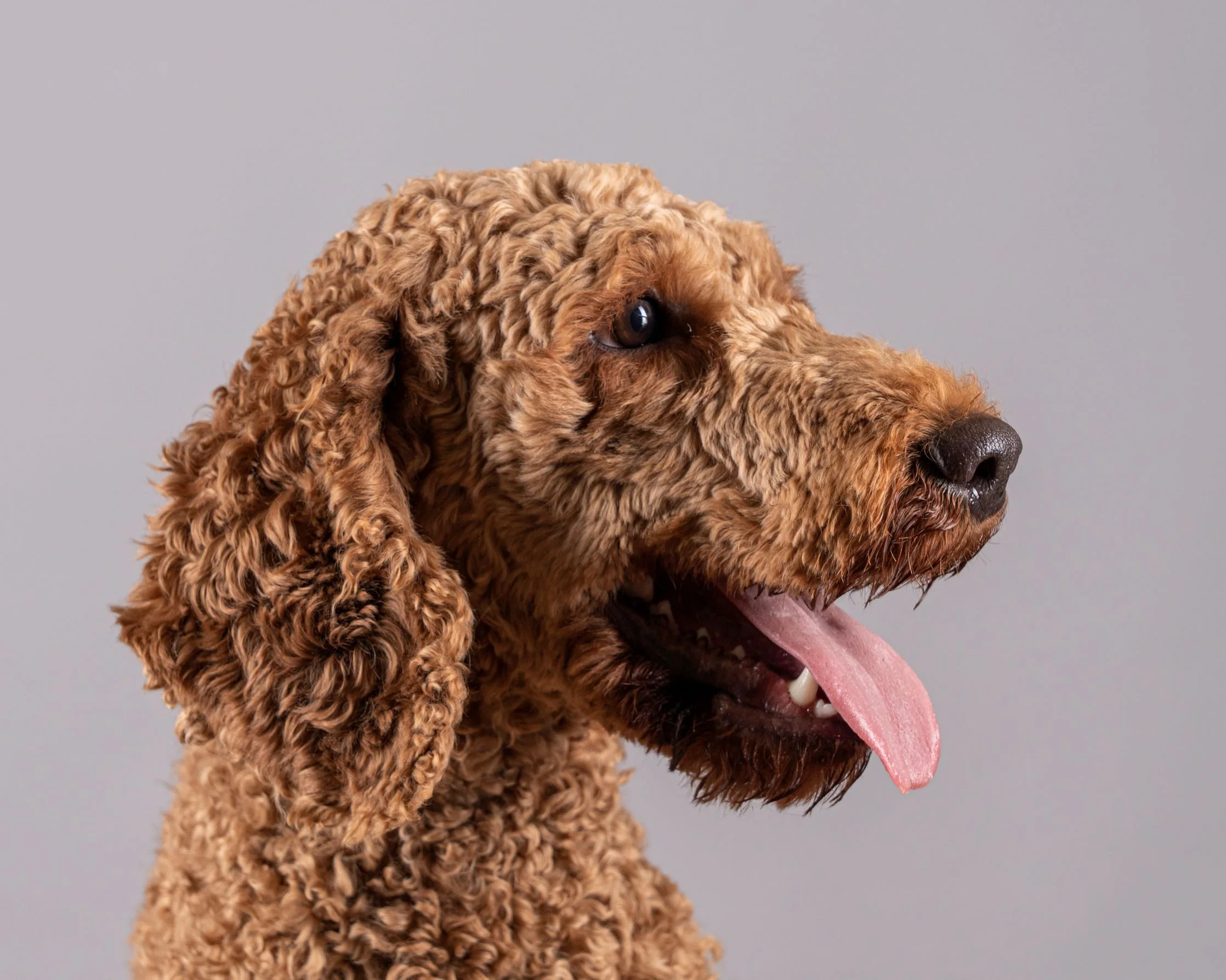 Coat types — Goldendoodle and Irish Doodle puppies for sale ...