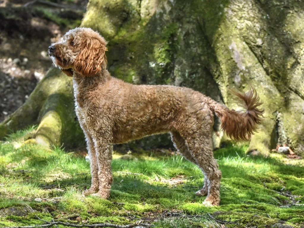 Coco — Goldendoodle and Irish Doodle puppies for sale | Cheristone Doodles