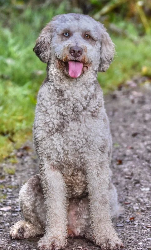 Great Doodle Puppies Golden River Puppies Miniature Goldendoodle