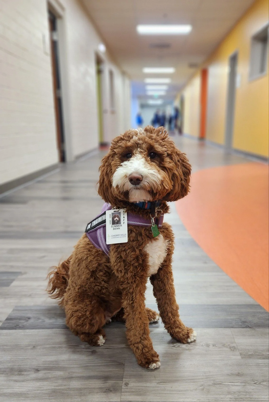 Red Rock Golden Doodles