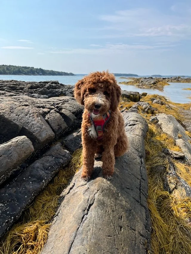 Red Rock Golden Doodles