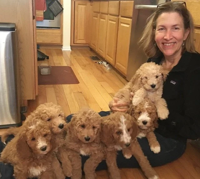 Red Rock Golden Doodles