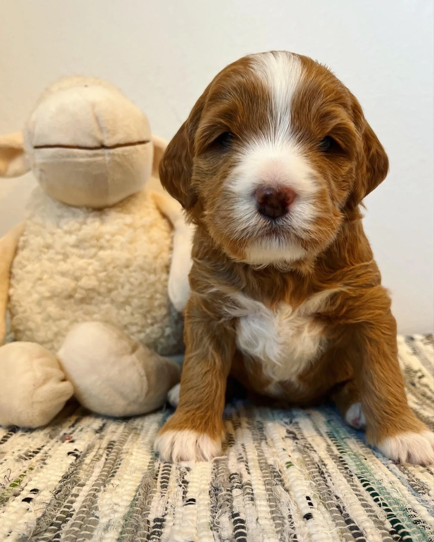 Red Rock Golden Doodles