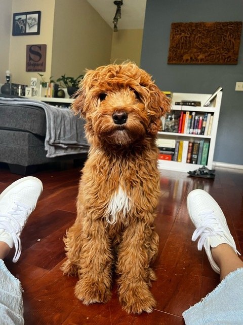 Red Rock Golden Doodles