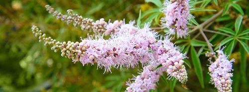 Support for Menstrual Difficulties with Chaste Tree Extract — Dr ...