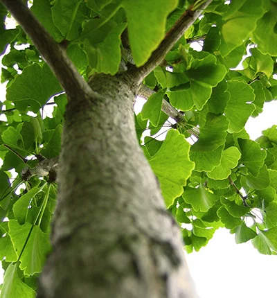 Boosting Brain Resilience with Ginkgo & Bacopa — Dr. Allison Becker