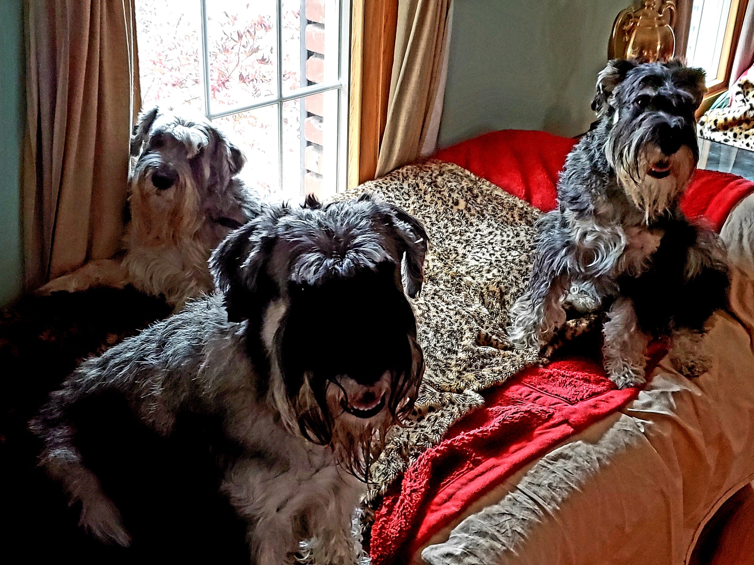 Pittsburgh Dog Training Services — FurEver Good Dog Training