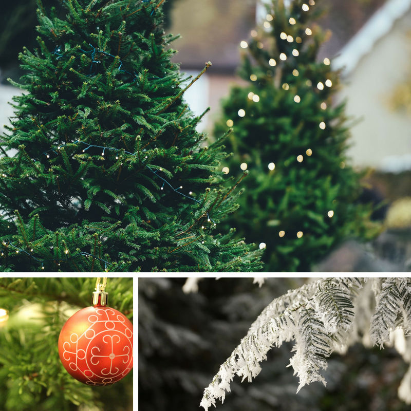 Polygroup — First Dutch Brands