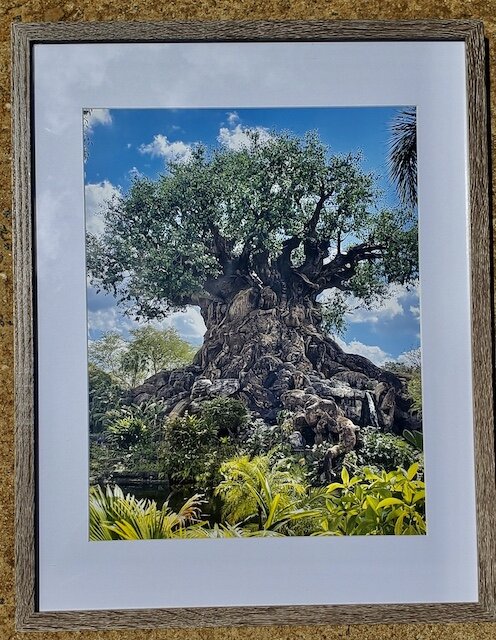 2021 Photography Digital — North Carolina Senior Games