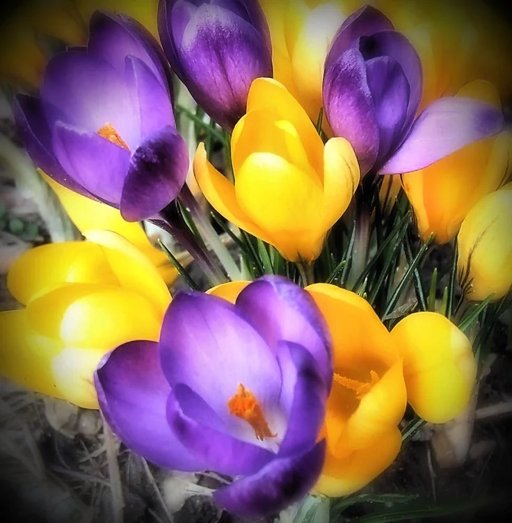 Parish of South Carleton