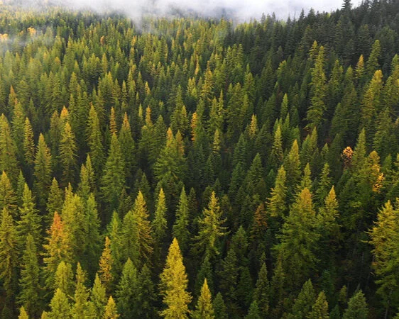 LCD forest — Crown Managers Partnership