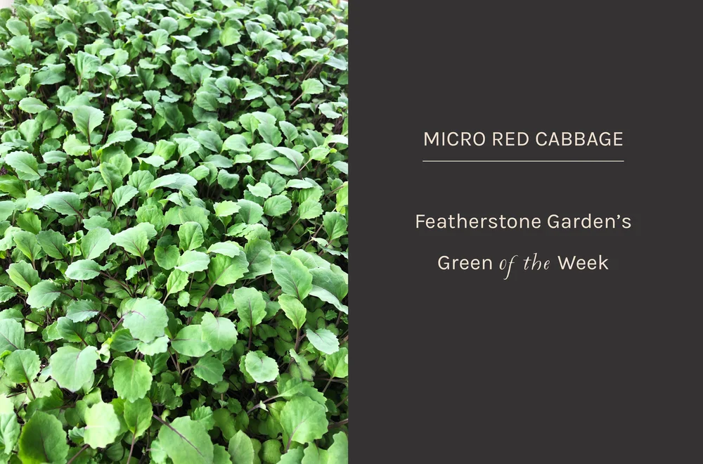 Green of the Week: Micro Red Cabbage — Featherstone Garden