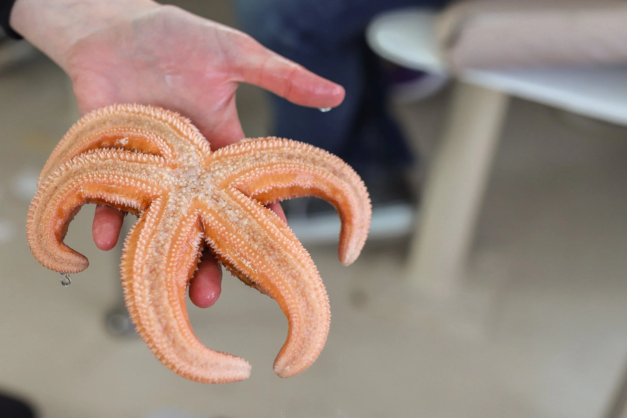 Day Tripping St Andrews By The Sea — Hillary Newman Photography