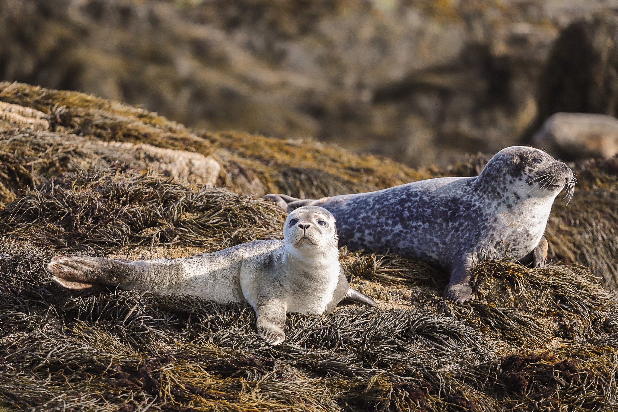 Day Tripping St Andrews By The Sea — Hillary Newman Photography