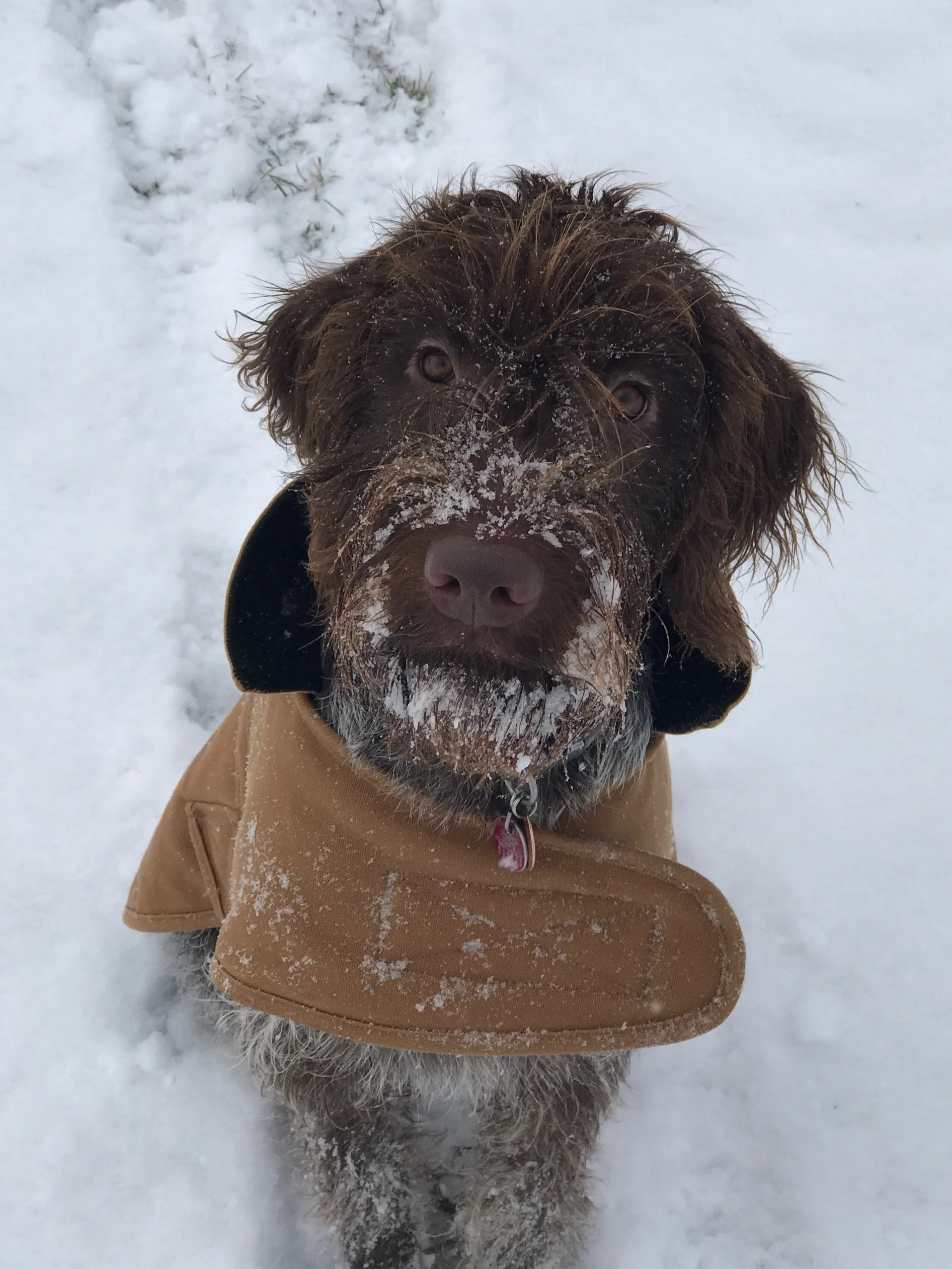 Wirehaired Pointing Griffon Puppies — Stubborn Ass Kennel