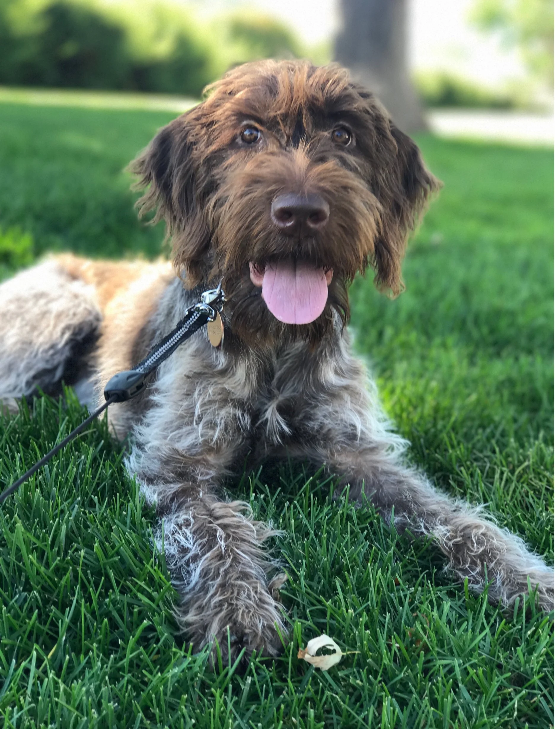 Wirehaired Pointing Griffon Puppies — Stubborn Ass Kennel