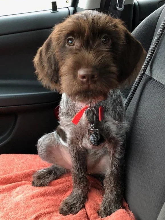 Wirehaired Pointing Griffon Puppies — Stubborn Ass Kennel