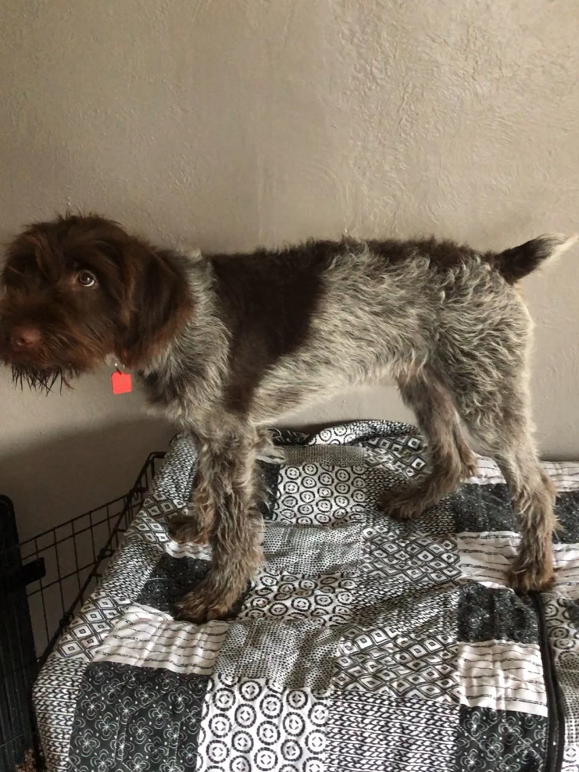 Wirehaired Pointing Griffon Puppies — Stubborn Ass Kennel