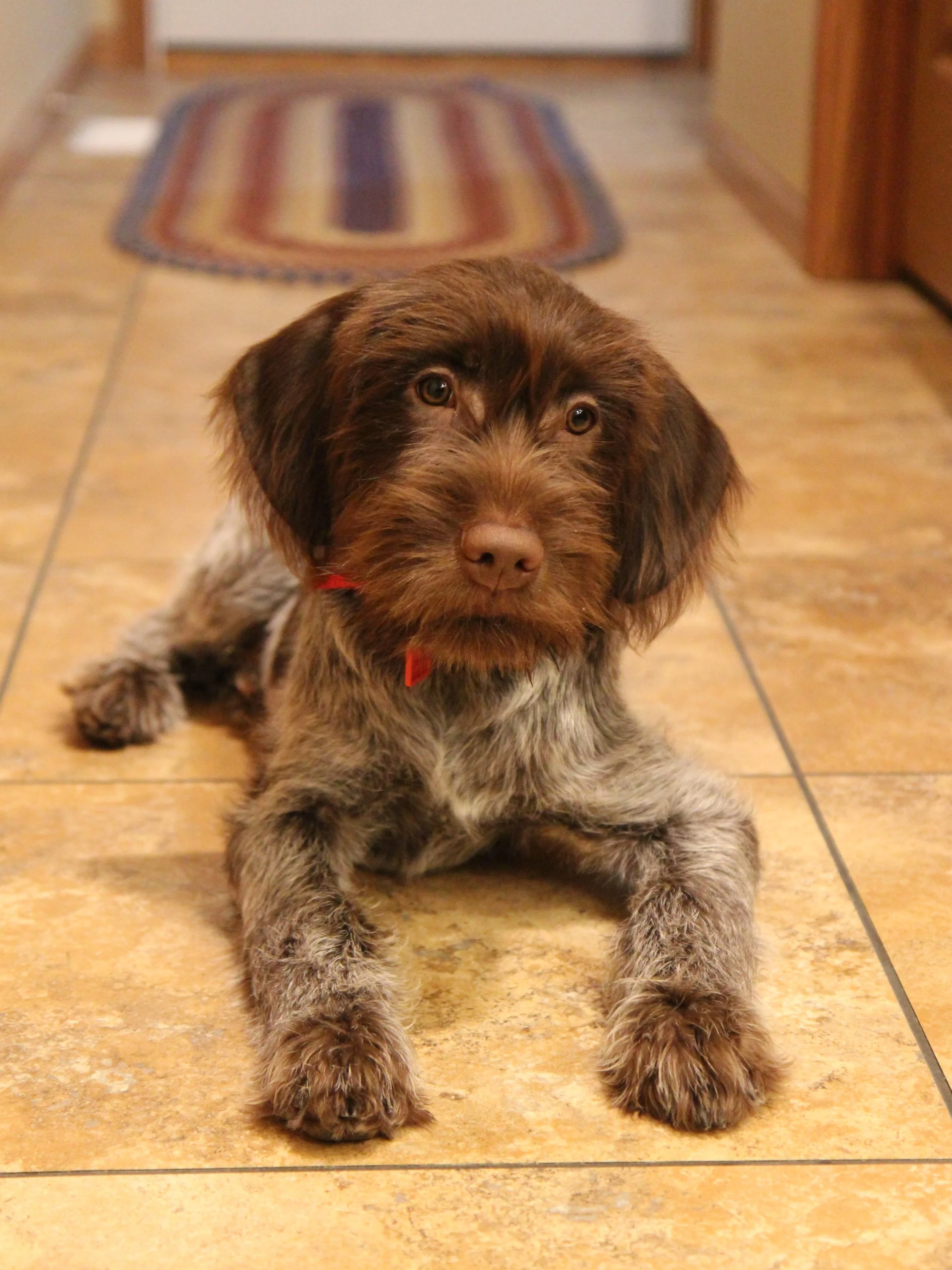 Wirehaired Pointing Griffon Puppies — Stubborn Ass Kennel