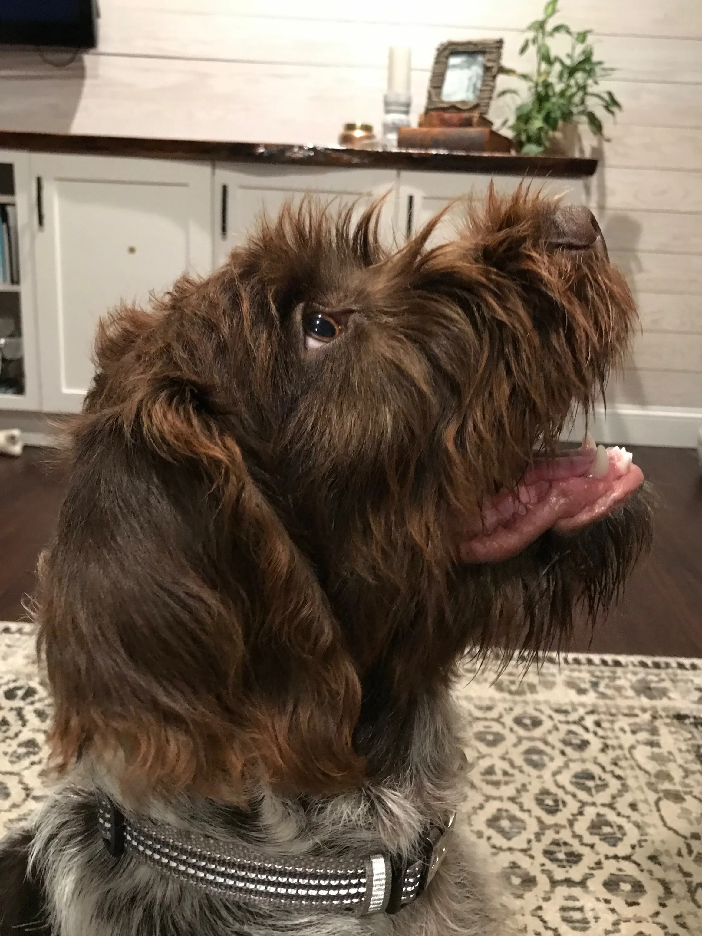 Wirehaired Pointing Griffon Puppies — Stubborn Ass Kennel