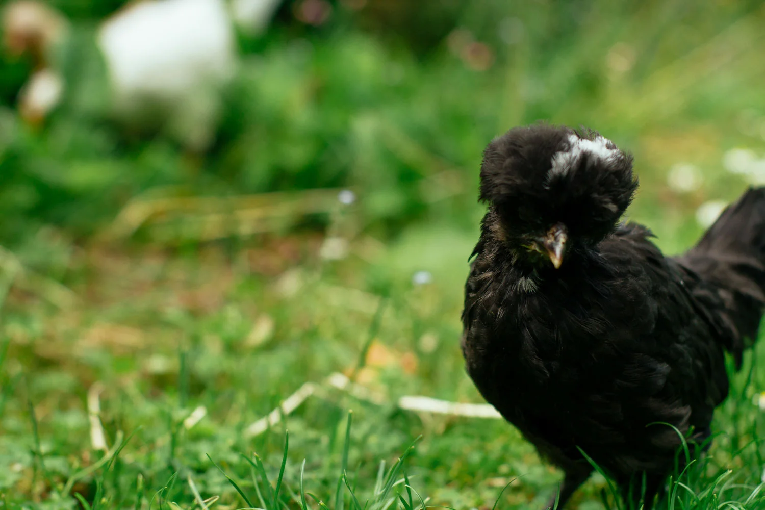 Home | Sarah Halliday | Squarespace Web Designer | Oxfordshire