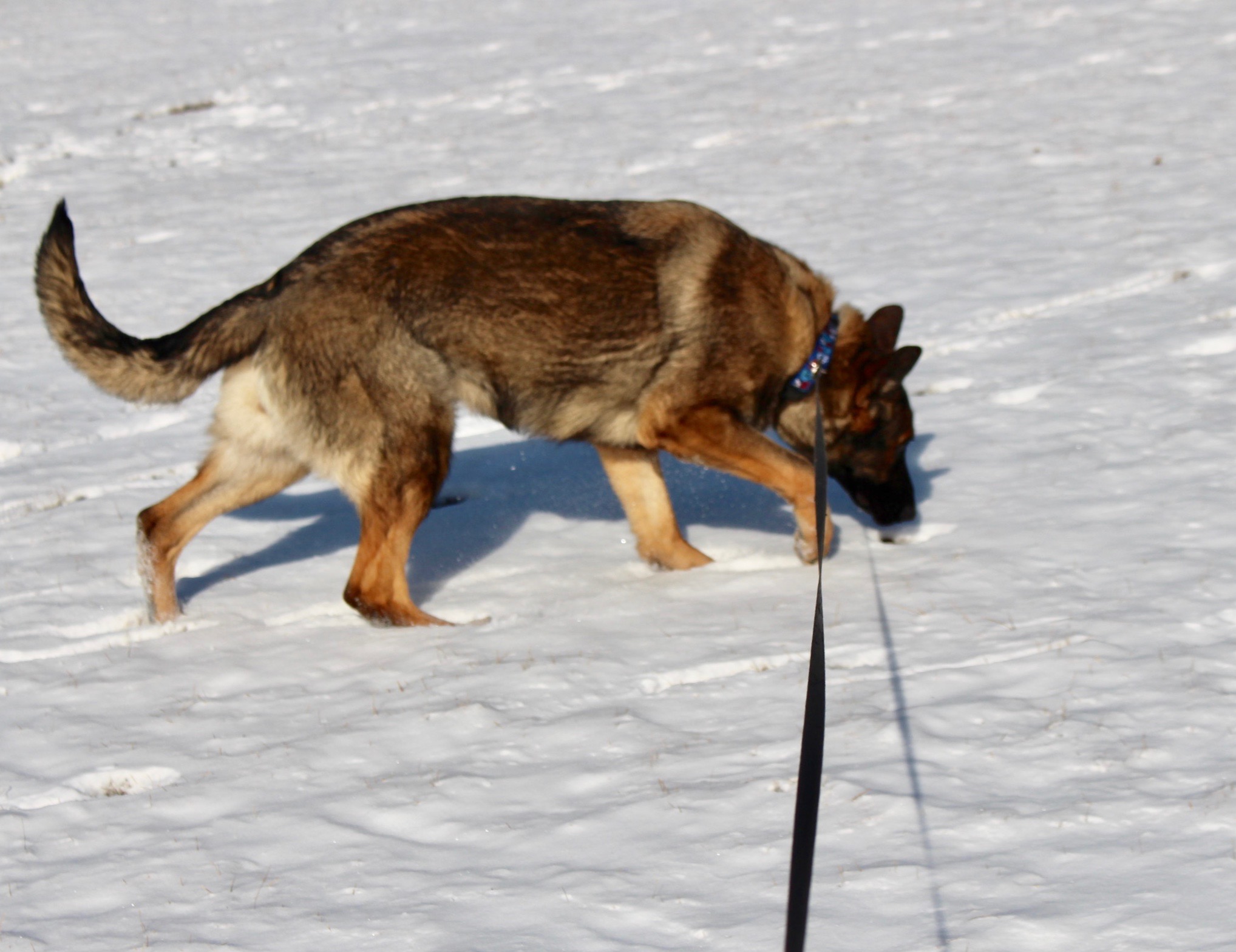 Shadowbrook Shepherds