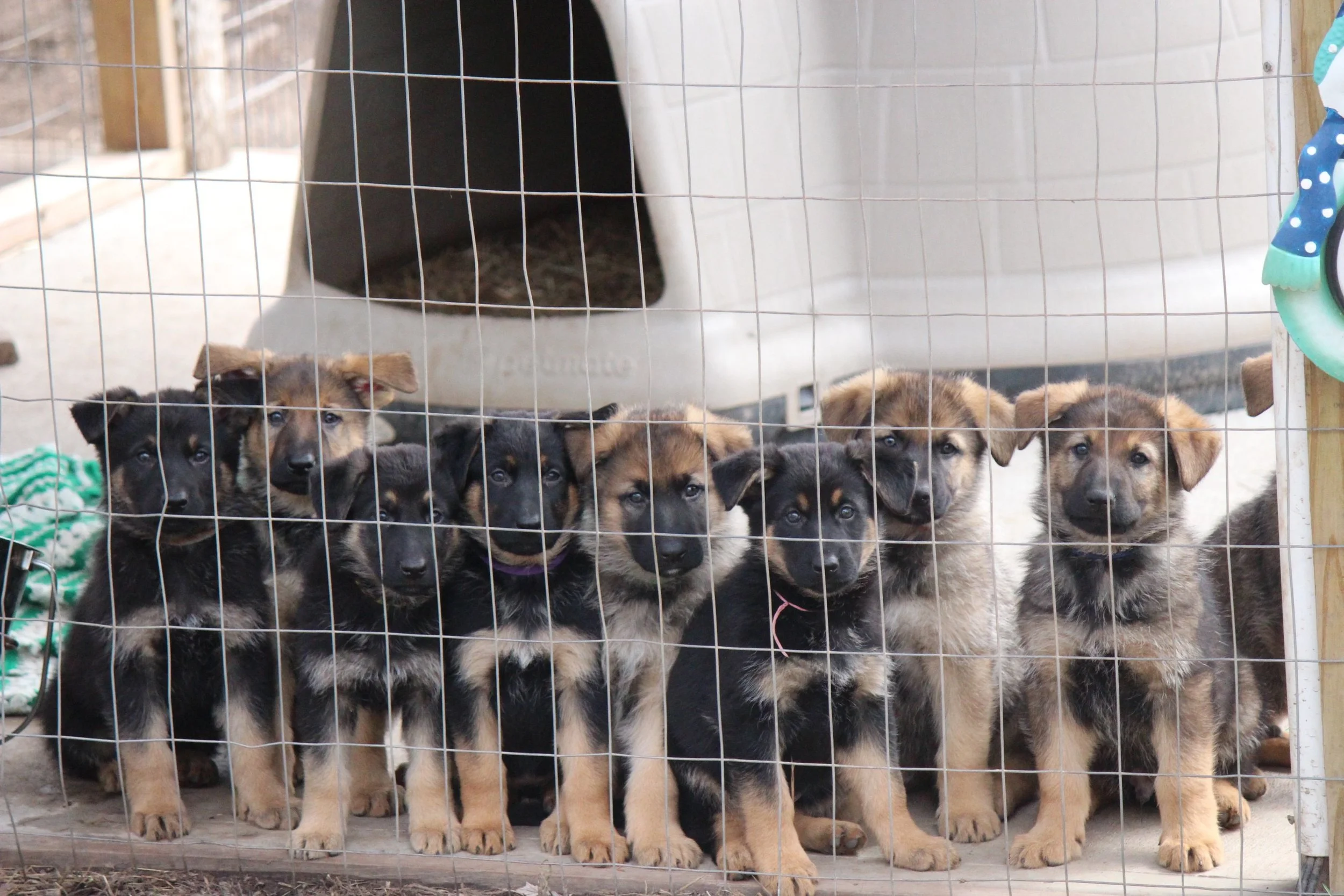 Puppy Training — Shadowbrook Shepherds